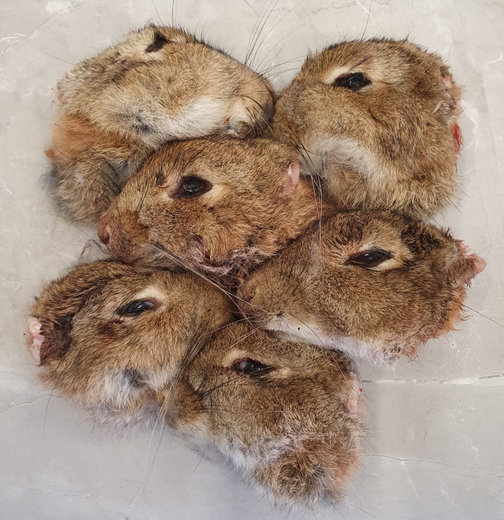 Wild Rabbit Heads - 5 to Pack - Rawtdoor